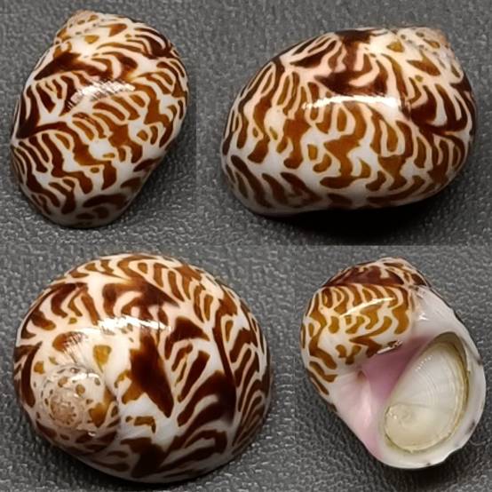 shellauction.net :: Tectonatica violacea - 3659324