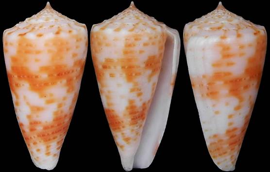 shellauction.net :: Conus alexandrei - 3659337