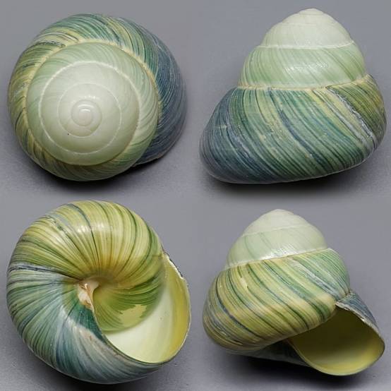shellauction.net :: Asperitas bimaensis azurea - 3659347