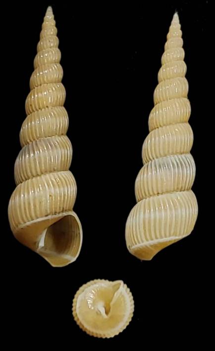 shellauction.net :: Amaea acuminata - 3659359