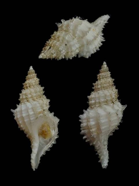 shellauction.net :: Scabrotrophon chunfui - 3659404