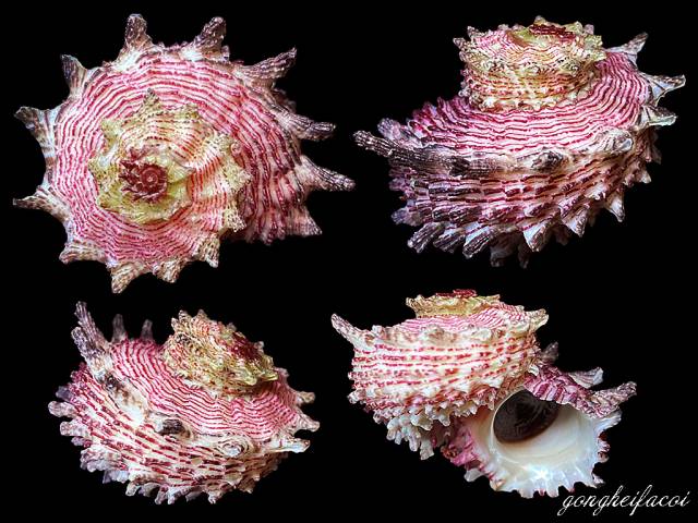 shellauction.net :: Angaria sp. - 3659492