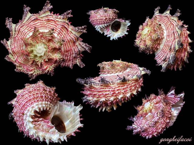 shellauction.net :: Angaria sp. - 3659493