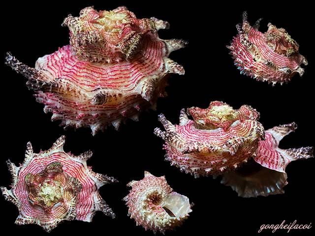 shellauction.net :: Angaria sp. - 3659495