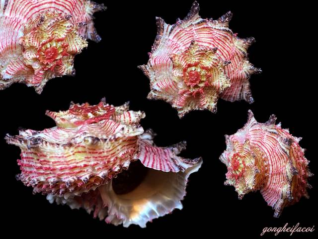 shellauction.net :: Angaria sp. - 3659496