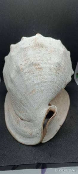 shellauction.net :: Cassis madagascarensis espinela - 3659610