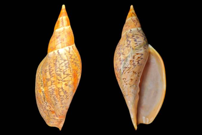 shellauction.net :: Ericusa sowerbyi sowerbyi - 3659674