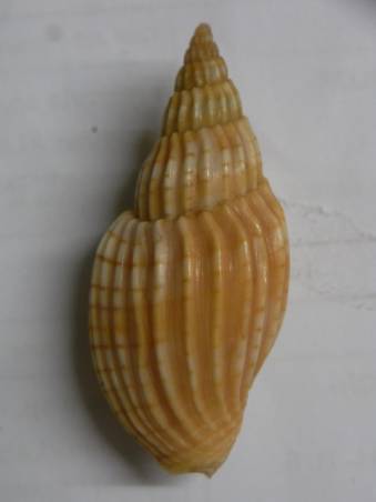 shellauction.net :: Lyria delessertiana - 3659686