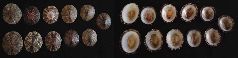 shellauction.net :: Patelloida striata - 3659694