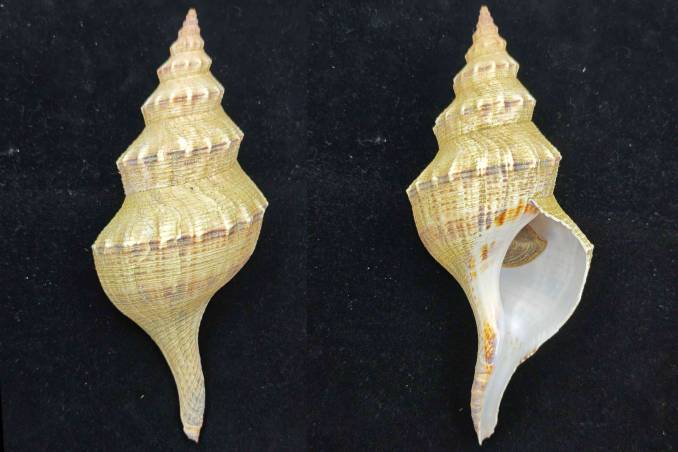 shellauction.net :: Penion maximus - 3659761