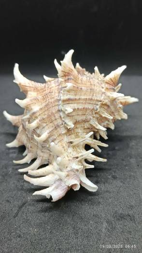 shellauction.net :: Hexaplex fulvecens - 3659787