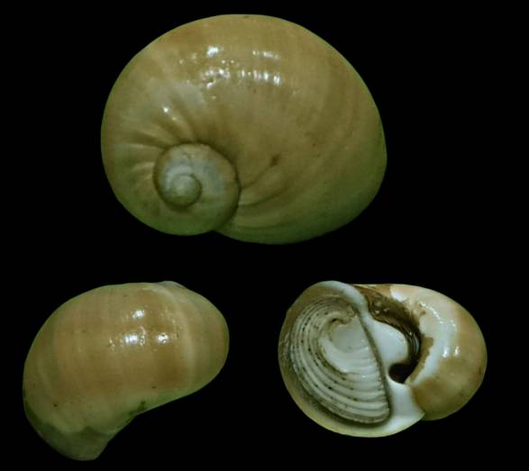 shellauction.net :: Naticarius orientalis - 3659801