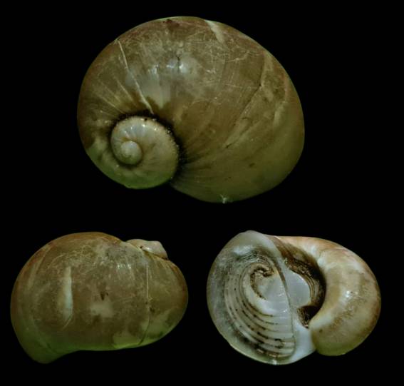 shellauction.net :: Naticarius orientalis - 3659804