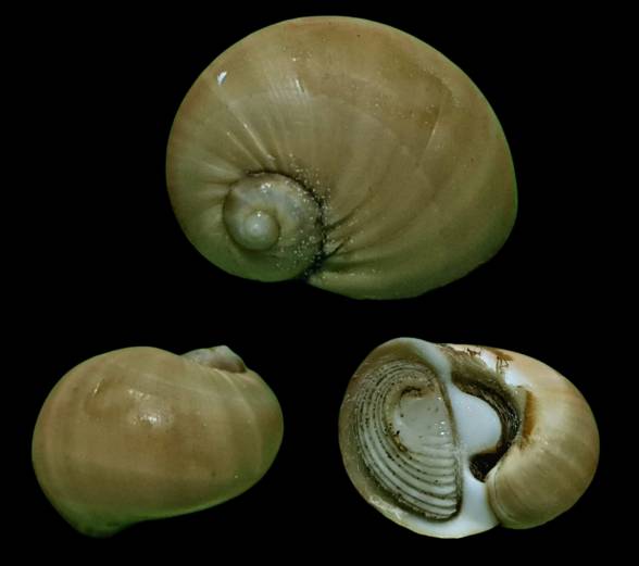 shellauction.net :: Naticarius orientalis - 3659805