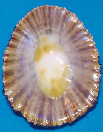 shellauction.net :: Cymbula miniata - 3659823