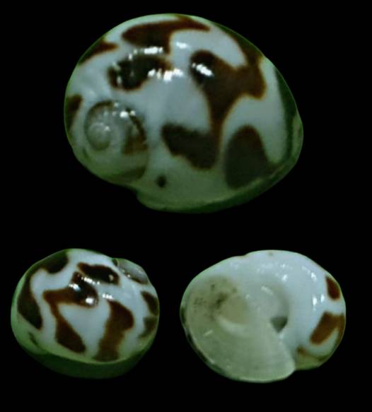 shellauction.net :: Naticarius concinnus - 3659834