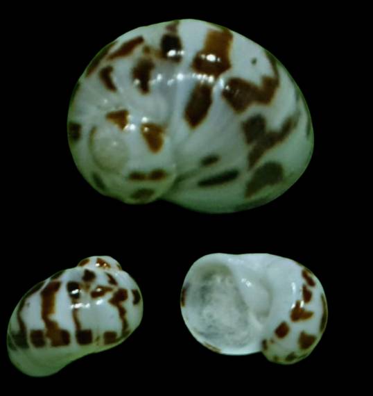 shellauction.net :: Naticarius concinnus - 3659836