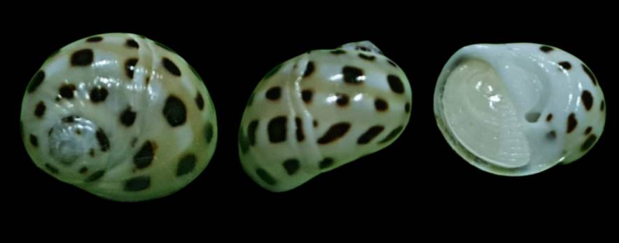 shellauction.net :: Naticarius concinnus - 3659837