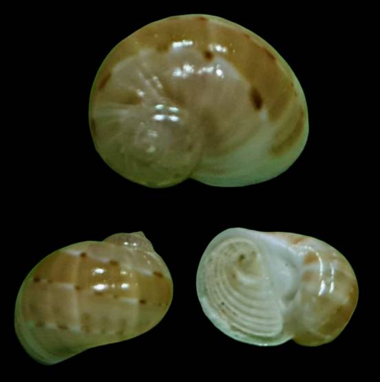 shellauction.net :: Natica sp. - 3659864