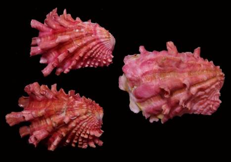 shellauction.net :: Cardita crassicosta - 3659868