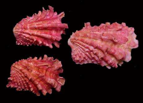 shellauction.net :: Cardita crassicosta - 3659868