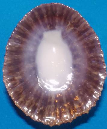 shellauction.net :: Cymbula miniata - 3659869