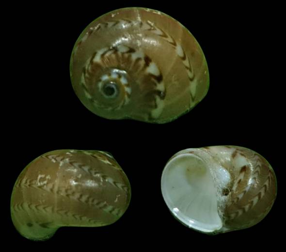 shellauction.net :: Tanea tenuipicta - 3659895