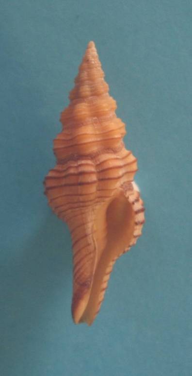 shellauction.net :: Latirus infundibulum - 3659939