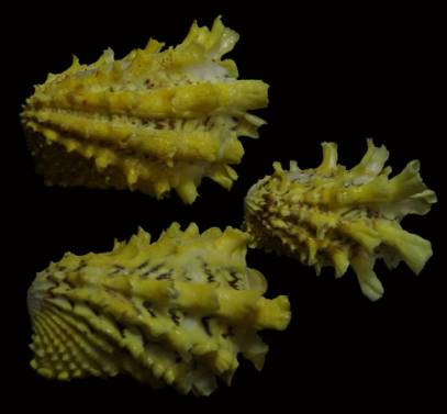 shellauction.net :: Cardita crassicosta - 3659941