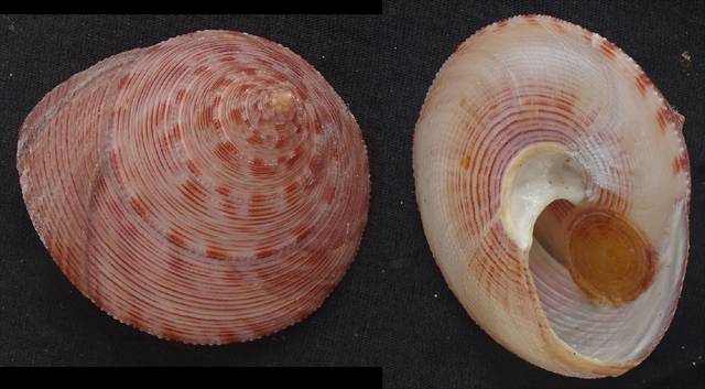shellauction.net :: Calliostoma formosense - 3659949