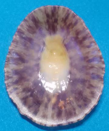 shellauction.net :: Cymbula miniata - 3659987