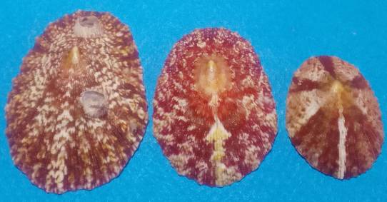 shellauction.net :: Cymbula miniata - 3660025