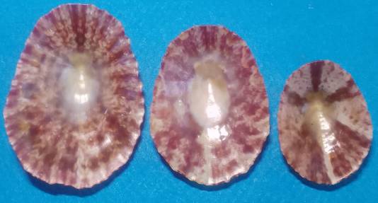 shellauction.net :: Cymbula miniata - 3660025