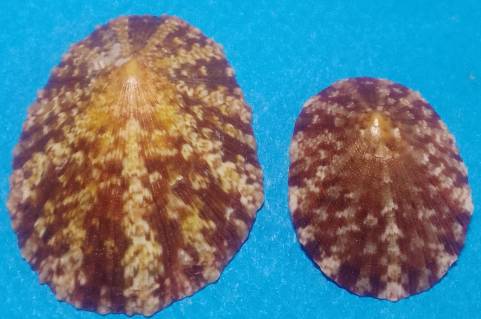 shellauction.net :: Cymbula miniata - 3660043