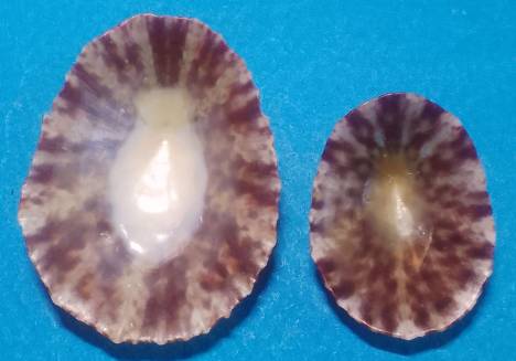 shellauction.net :: Cymbula miniata - 3660043