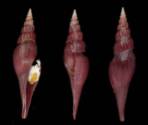 shellauction.net :: Benthovolta hilgendorfi - 3660057