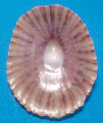 shellauction.net :: Cymbula miniata - 3660060