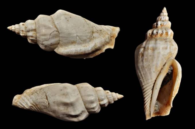 shellauction.net :: Canarium urceus - 3660111