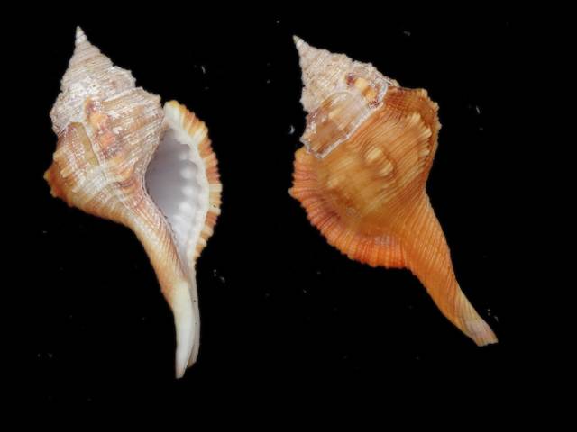 shellauction.net :: Cymatium springsteeni - 3660119