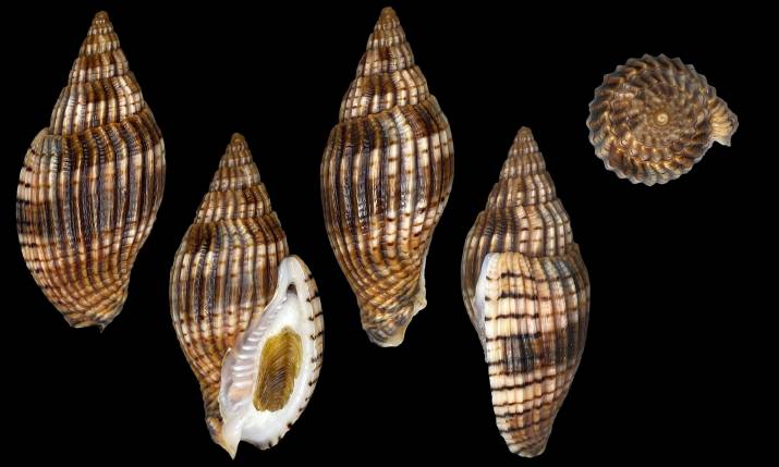 shellauction.net :: Lyria michardi - 3660183