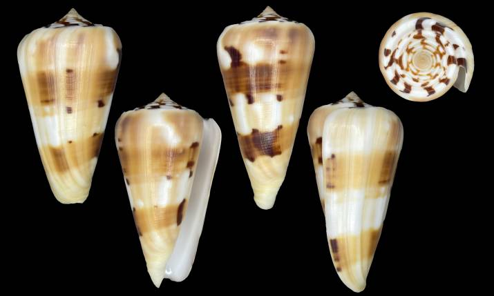 shellauction.net :: Pionoconus leehmani - 3660198
