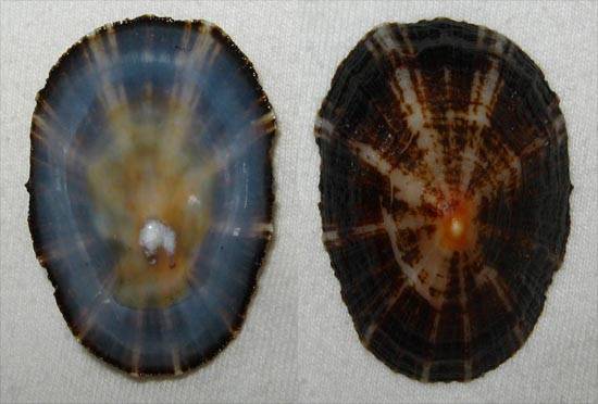 shellauction.net :: Patella ulyssiponensis - 3660216