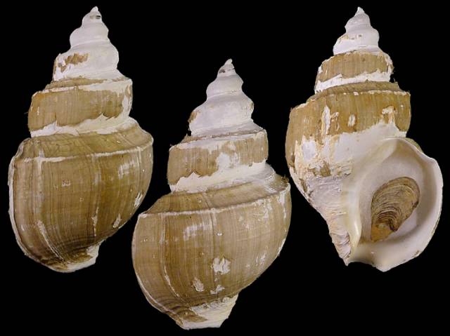 shellauction.net :: Clinopegma magnum unicum - 3660357