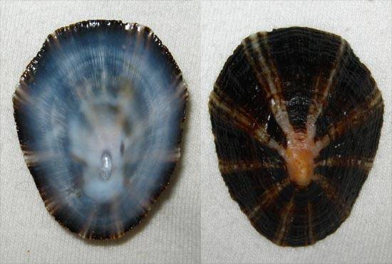 shellauction.net :: Patella ulyssiponensis - 3660362