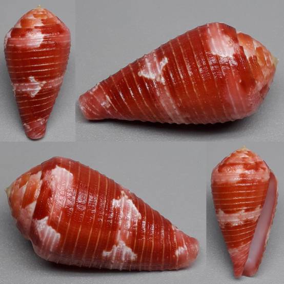 shellauction.net :: Conus pertusus - 3660439