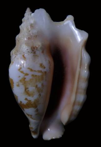 shellauction.net :: Strombus sinuatus - 3660468