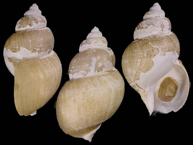 shellauction.net :: Buccinum kushiroensis - 3660500