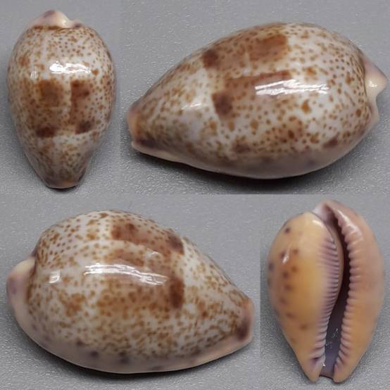 shellauction.net :: Contradusta walkeri - 3660573