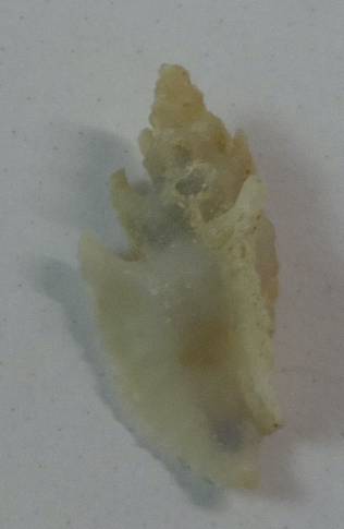 shellauction.net :: Prototyphis angasi - 3660594