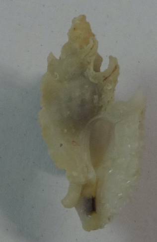 shellauction.net :: Prototyphis angasi - 3660594